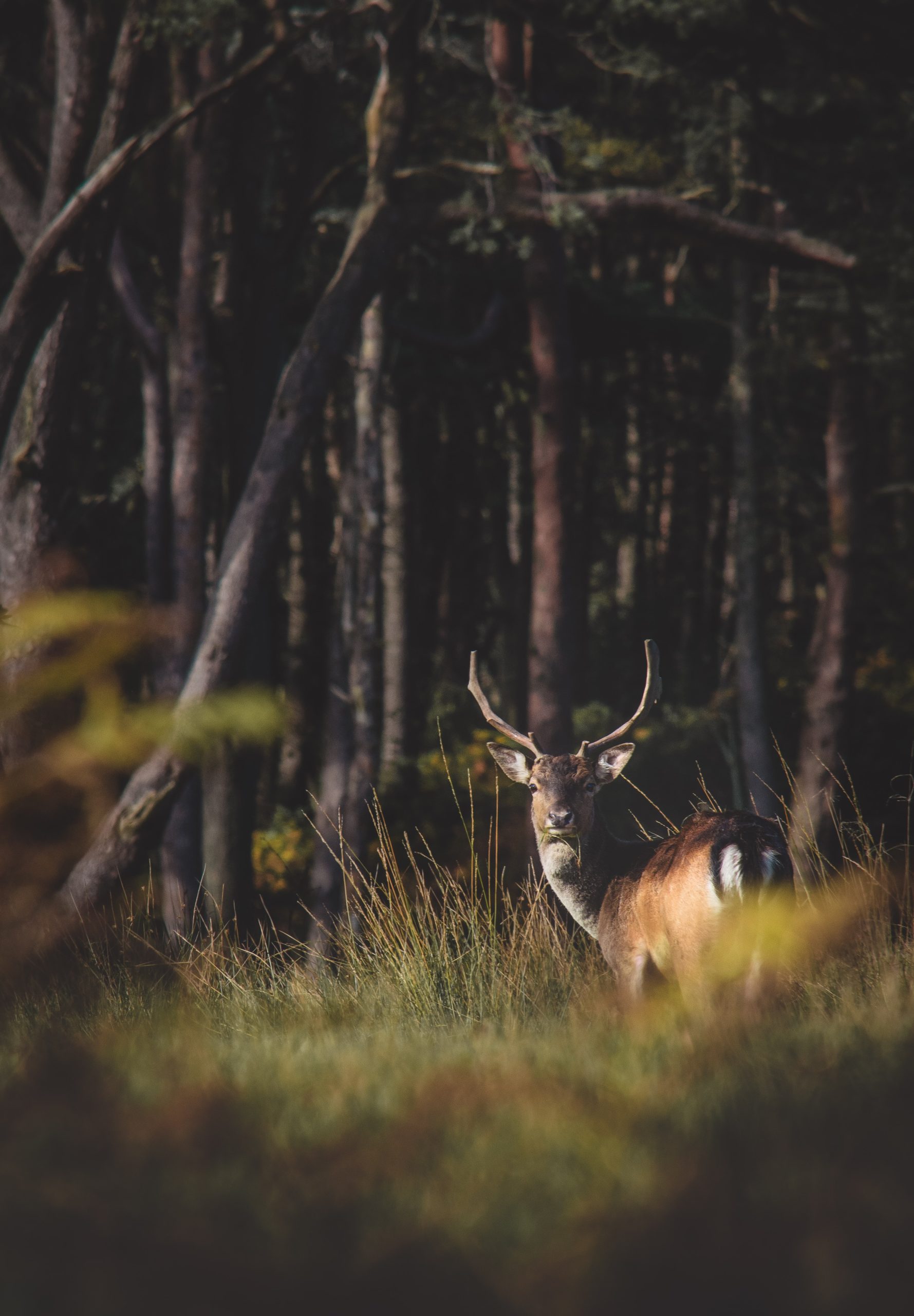 The Backward-Looking Deer | Ember